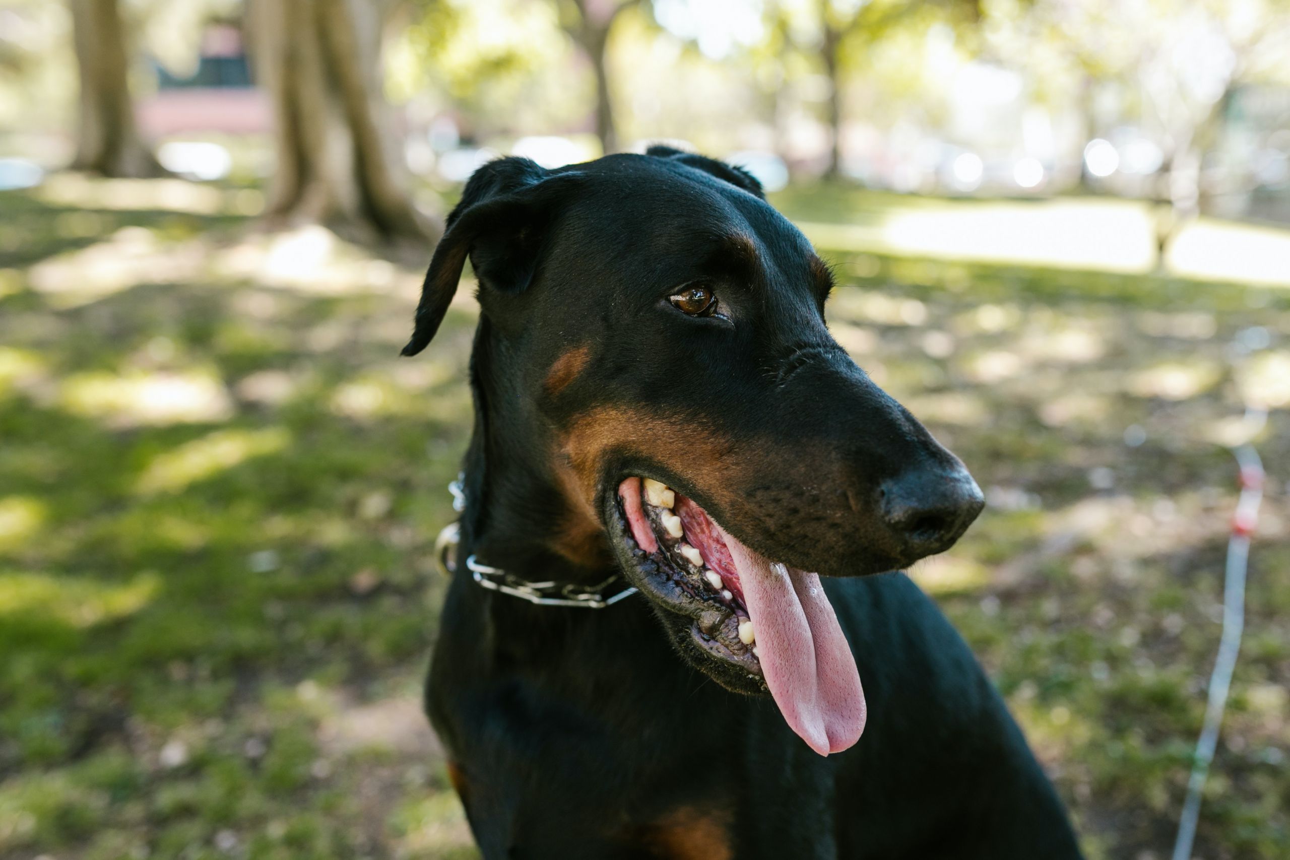 Factual Information About Sniffer Dogs | Guard & Watch